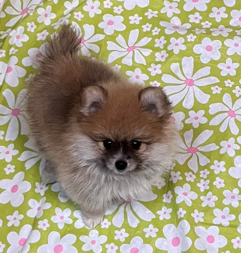 Available Puppies - Canines N Critters