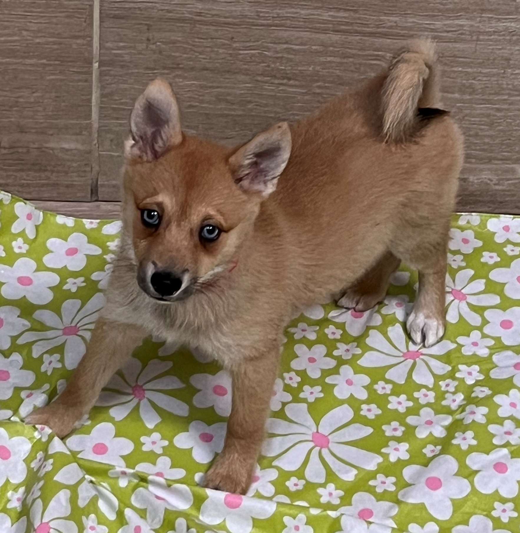 Available Puppies - Canines N Critters