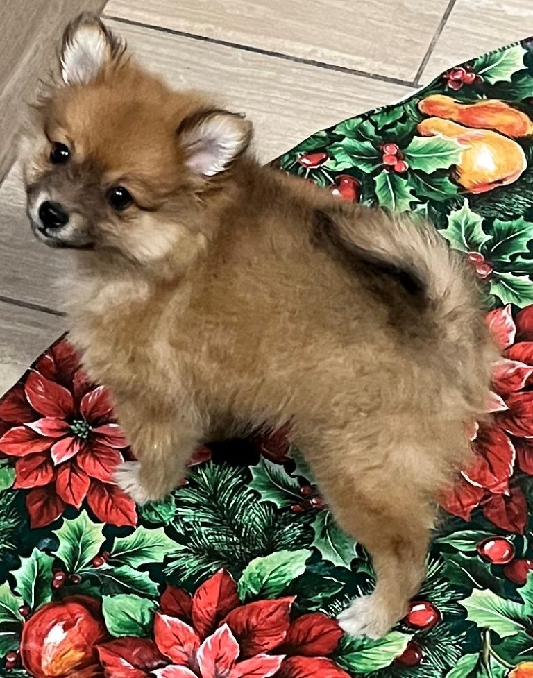 Available Puppies - Canines N Critters