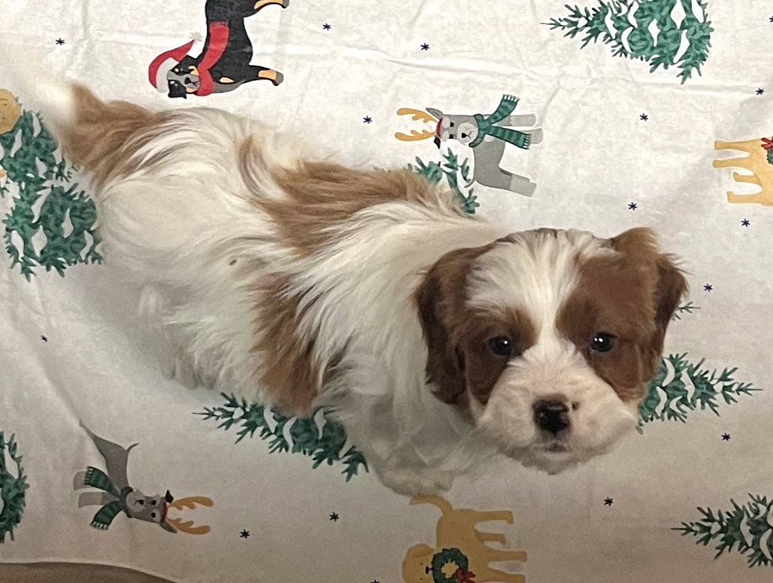 Available Puppies - Canines N Critters