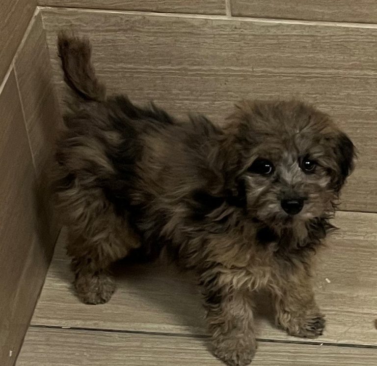 Available Puppies - Canines N Critters