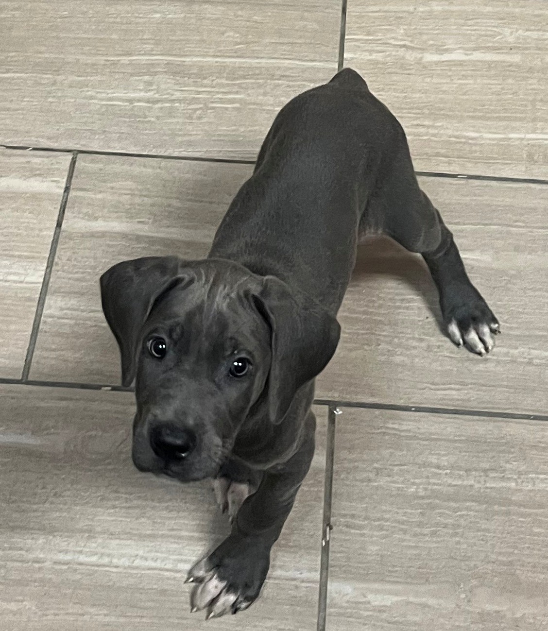 Available Puppies - Canines N Critters