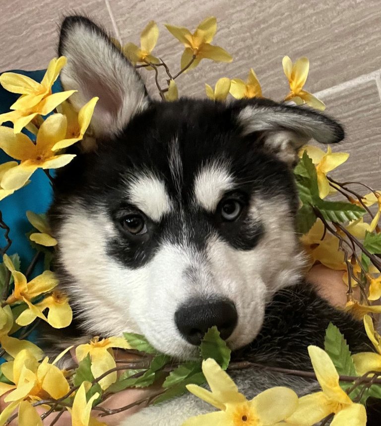 Available Puppies - Canines N Critters