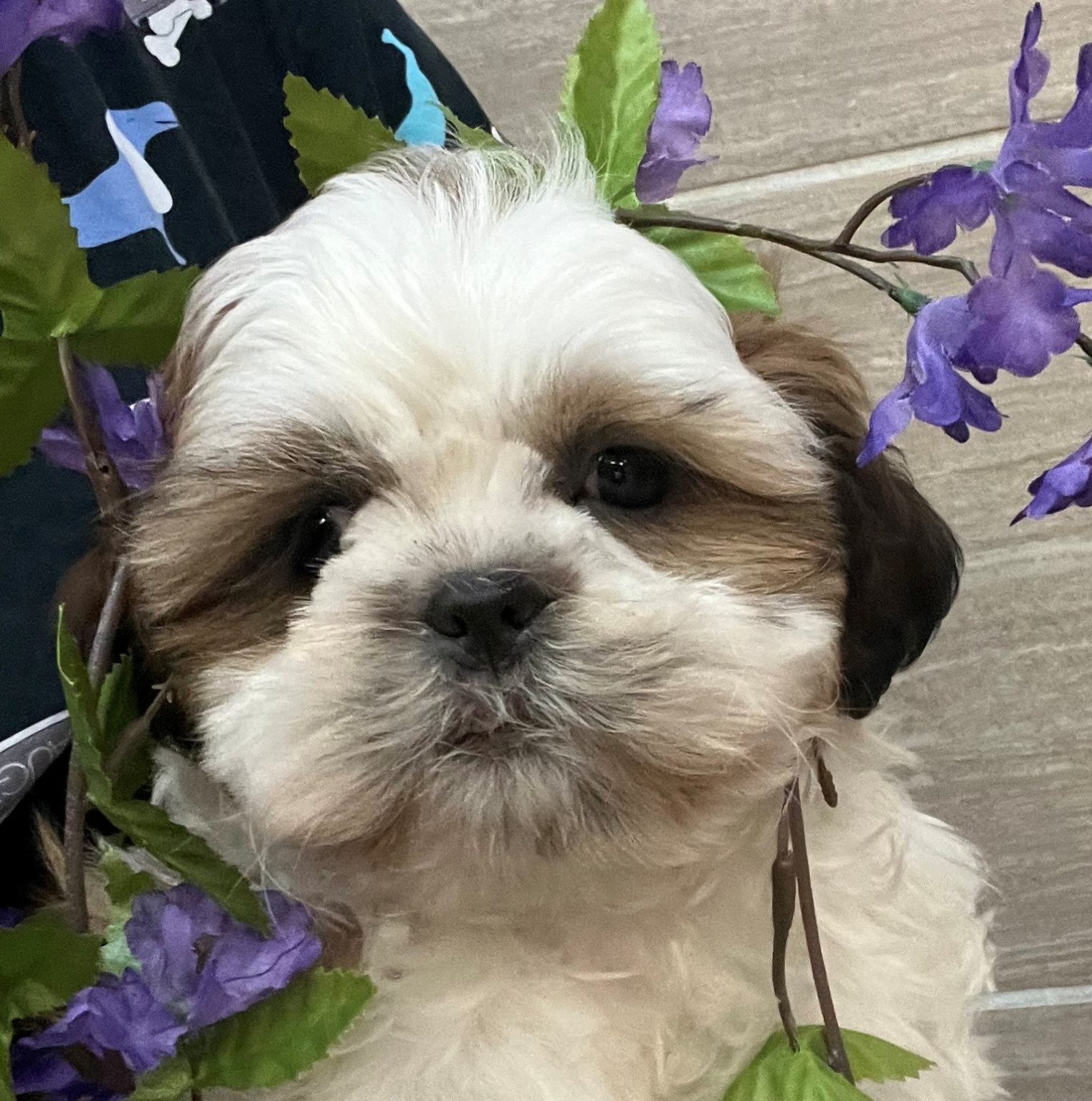 Available Puppies - Canines N Critters