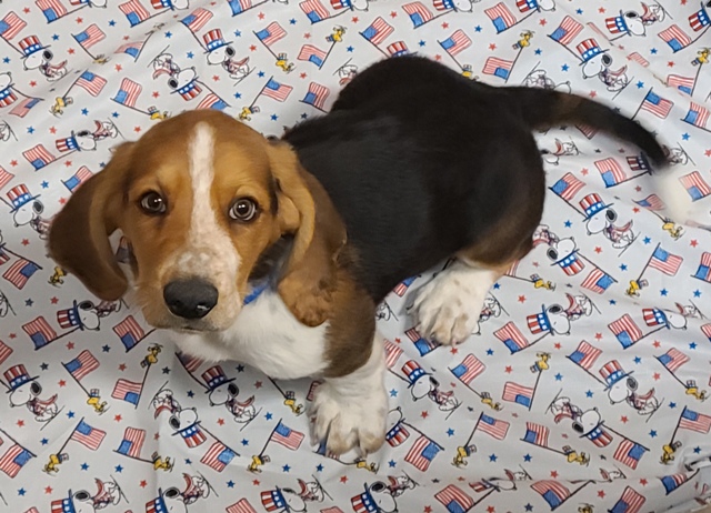 Available Puppies - Canines N Critters