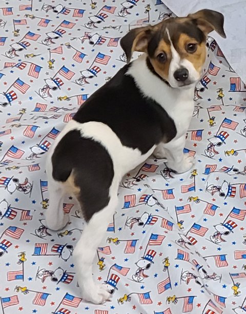 Available Puppies - Canines N Critters