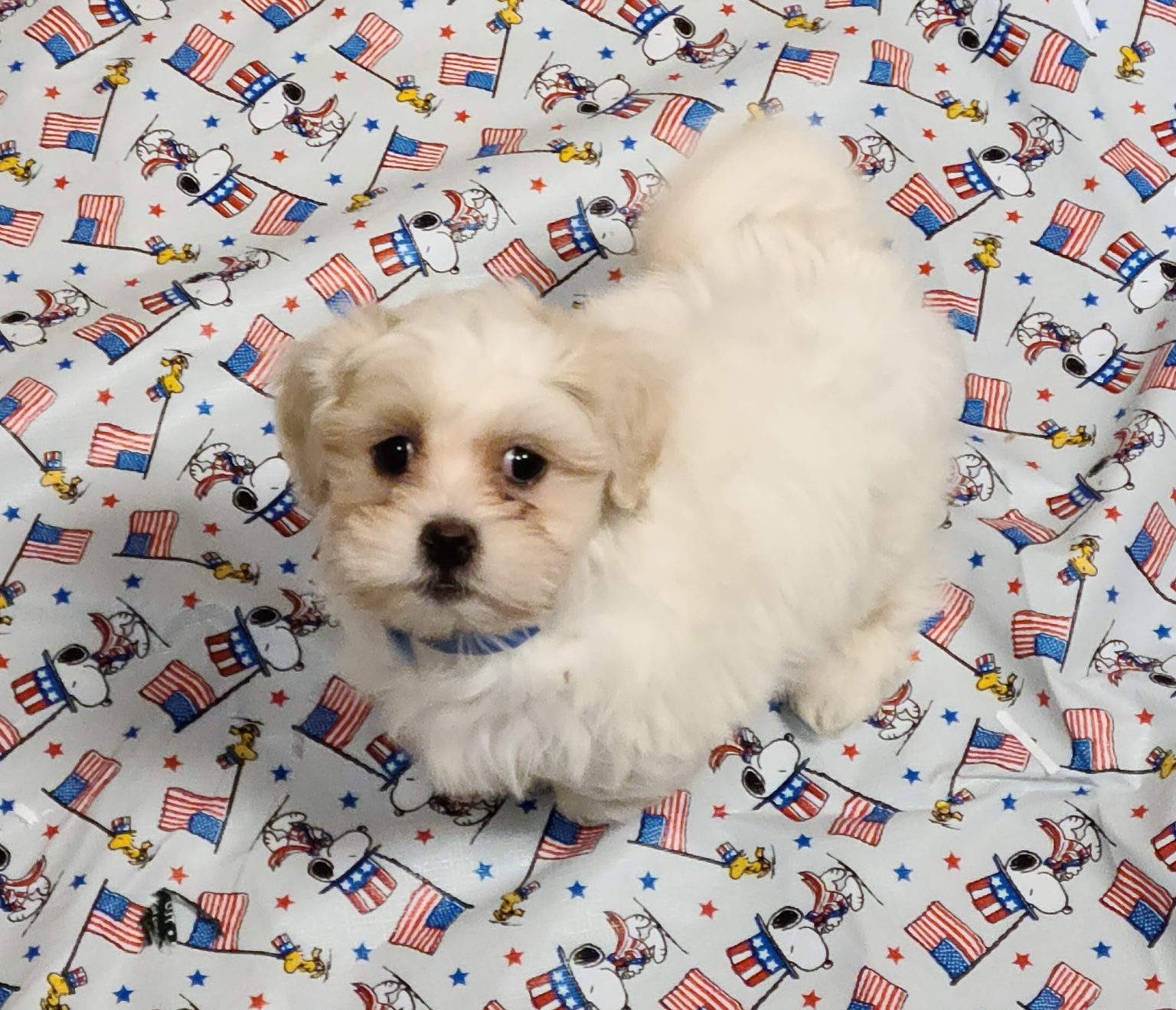 Available Puppies - Canines N Critters