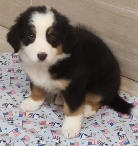 Available Puppies - Canines N Critters