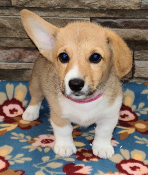 Available Puppies - Canines N Critters