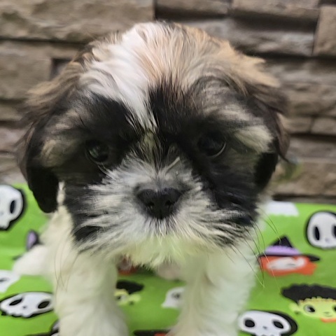 Available Puppies - Canines N Critters